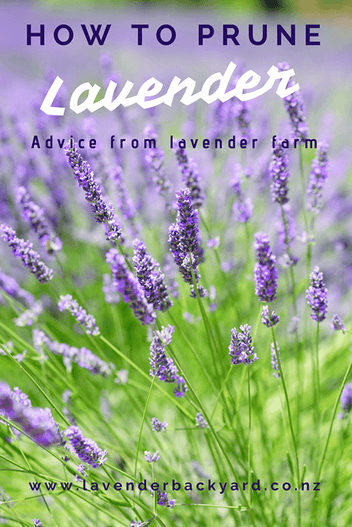 Natural Remedies: Lavender for Better Sleep | NZ Lavender Farm ...