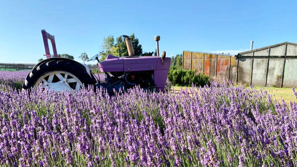 NZ Lavender & Blueberry Farm – Lavender Backyard Garden®